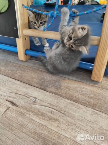 Продам котят