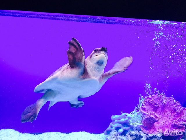 Свинорылая черапаха водная черепаха