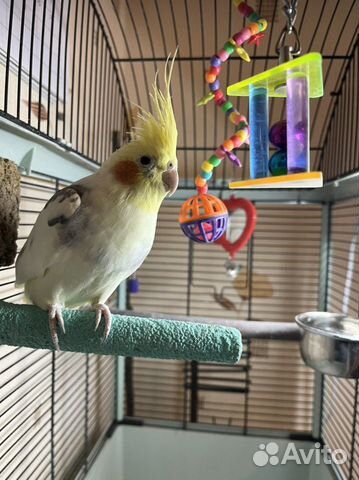 Отдам кореллу с клеткой