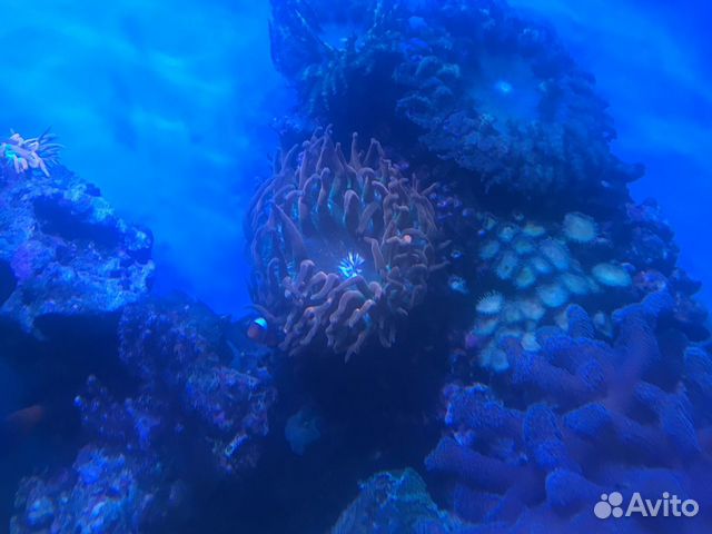Коралл актиния,песок