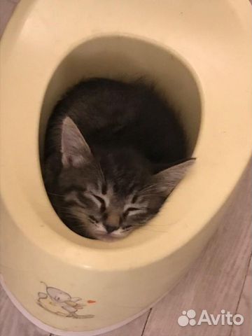 Котенок мальчик
