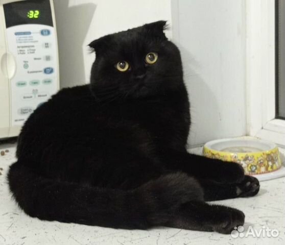 Кот Вилли ищет невесту