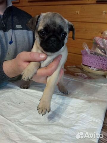 Мопс мальчик с документами