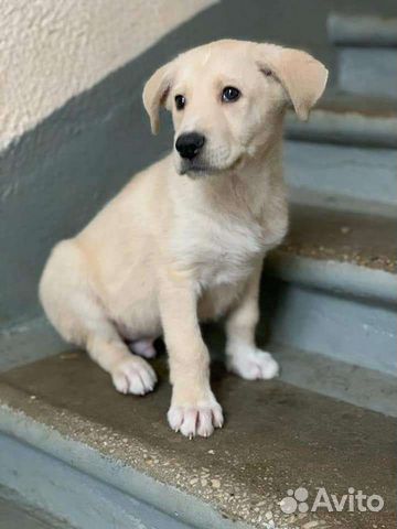 Замечательный щеночек