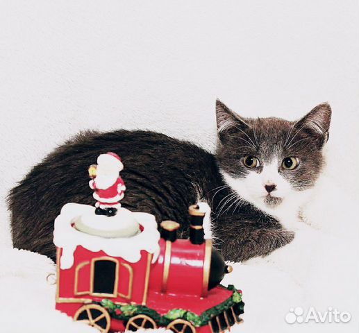 Милый малыш котёнок