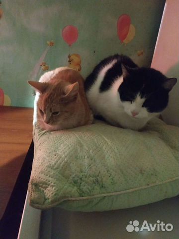 Кот, 7 лет, кастрирован. Весёлый и дружелюбный кот