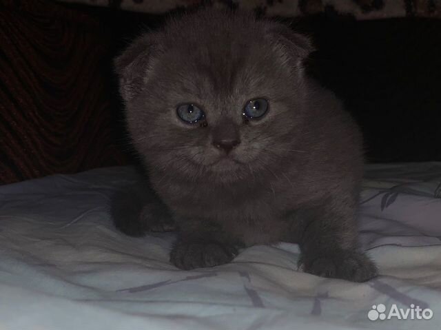 Шотландские вислоухие котята