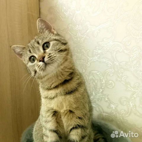 Британская девочка котенок Рози 3мес