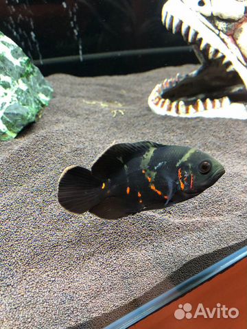 Астронотусы 8-10 см