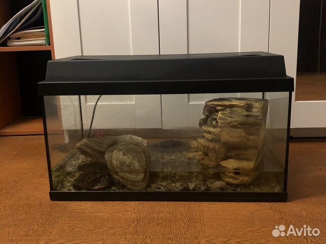 Красноухая черепаха