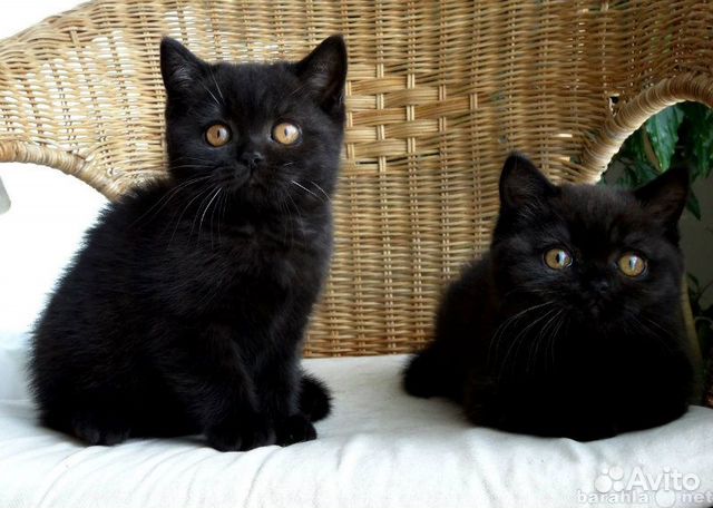 Крупные аристократы котята