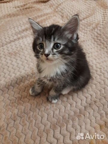 Кошка метис Шотландской Чёрный дым