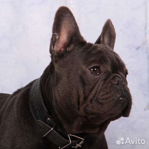 Голубой солид. Вязка. Французский бульдог