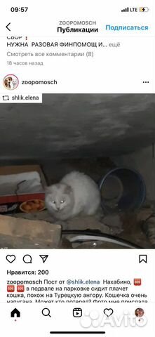 Ангорской кошке нужна помощь