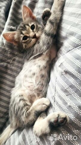 Котёнок Дымок в добрые руки