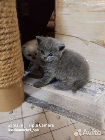 Британские котята