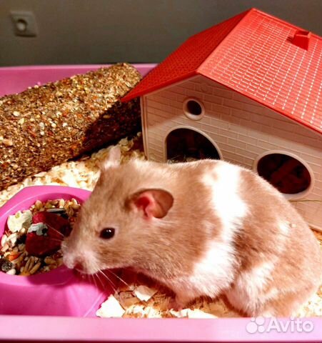 Сирийский хомяк