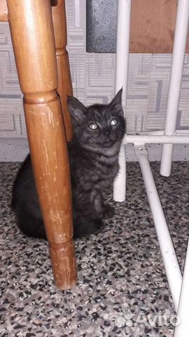 Котеночек бесплатно