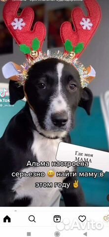 Щенки дратхаара