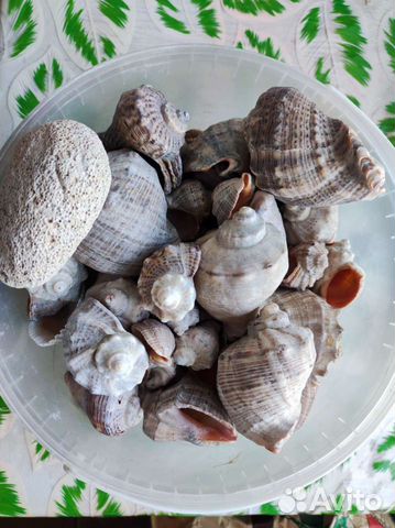 Ракушка рапан