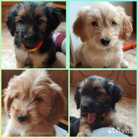 Щенки рыжего бретонского бассета