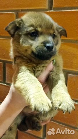 Красавица малышка в добрый дом