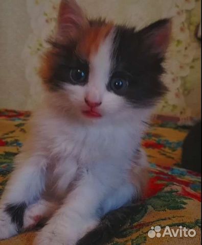 Котенок в добрые руки