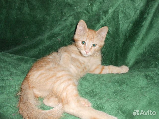 Котенок 3 месяца