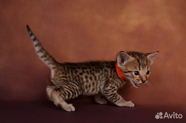 Саванна девочка