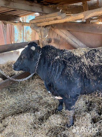 Продам быка