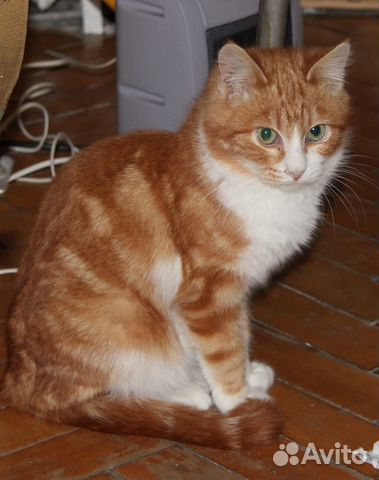 Котенок рыжий кот отдам даром