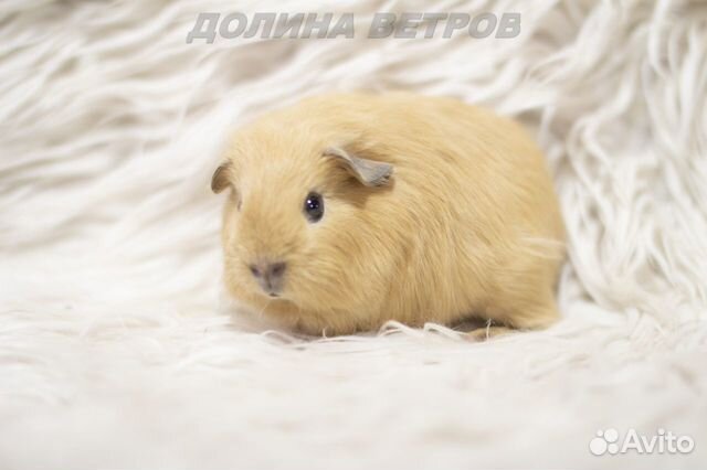 Мальчик морская свинка английский селф