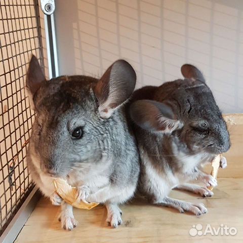 Шиншиллята мальчики 2 брата 5 мес