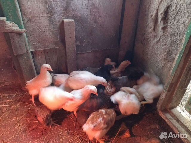 Куры несушки продам