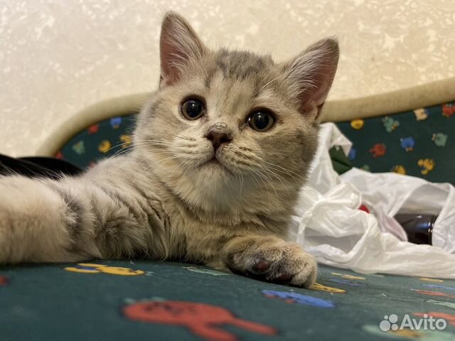 Шотланский котенок