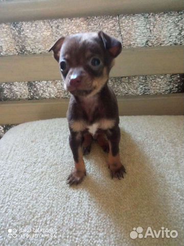 Мини той-терьер щенки