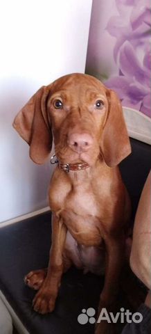 Венгерская выжла