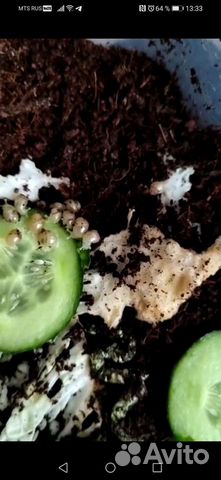 Улитки ахатины альбинос