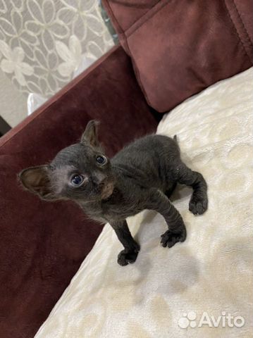 Канадский сфинкс котенок браш