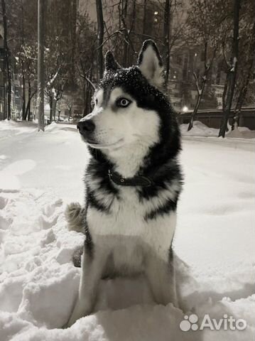 Найден Сибирский хаски