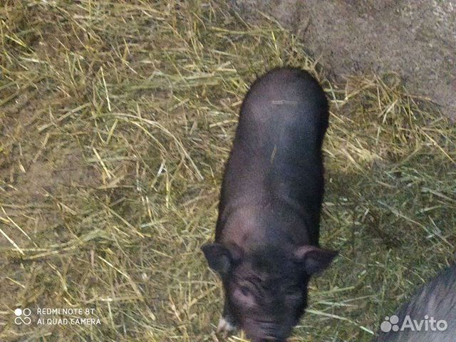 Хряк- производитель