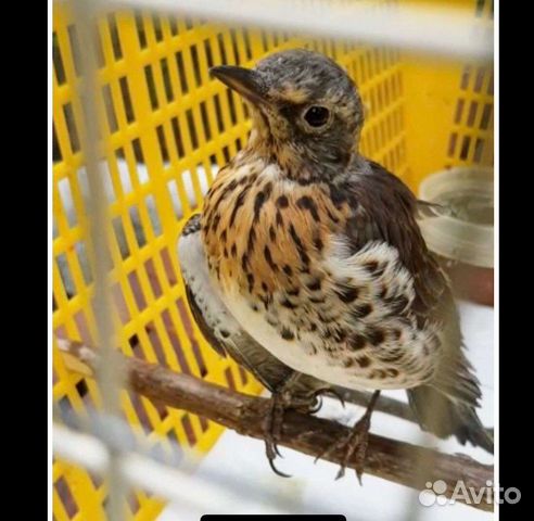 Дрозд рябинник