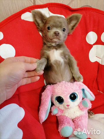 Нежный,лиловый зайчик