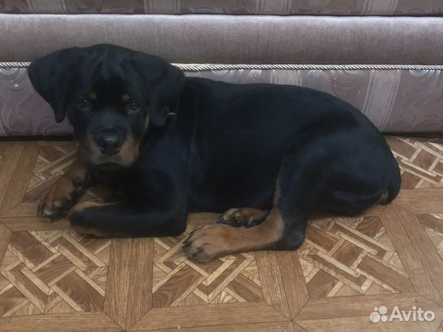Ротвейлер