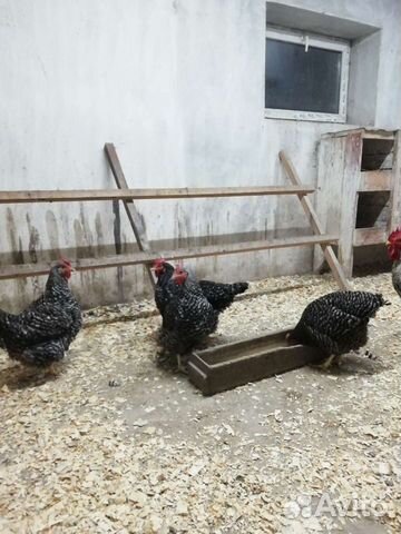 Куры плимутрок