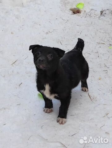 Две малышки ищут дом