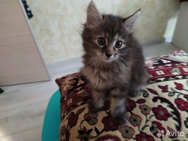 Котенок