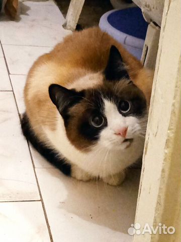 Отдадим кота Васю, который остался без хозяина
