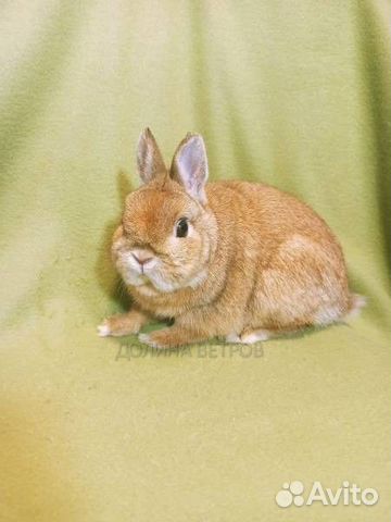 Кролики миноры супер мини, на фото - родитель