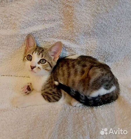 Котята в добрые руки бесплатно